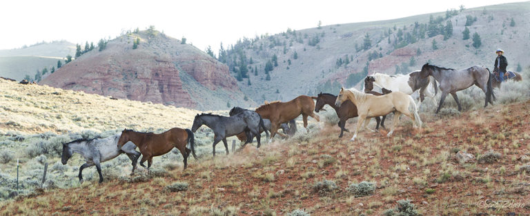 Friday Night Rodeo - Destination Dubois